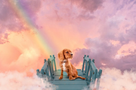 Pet Memorial Digital Background. Soft and Dreamy Rainbow - Etsy