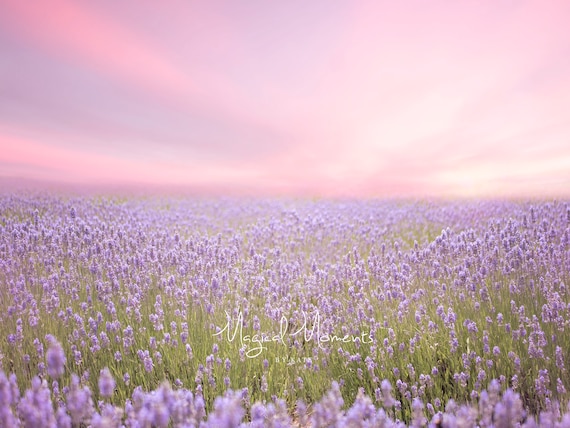 Lavender Field Background