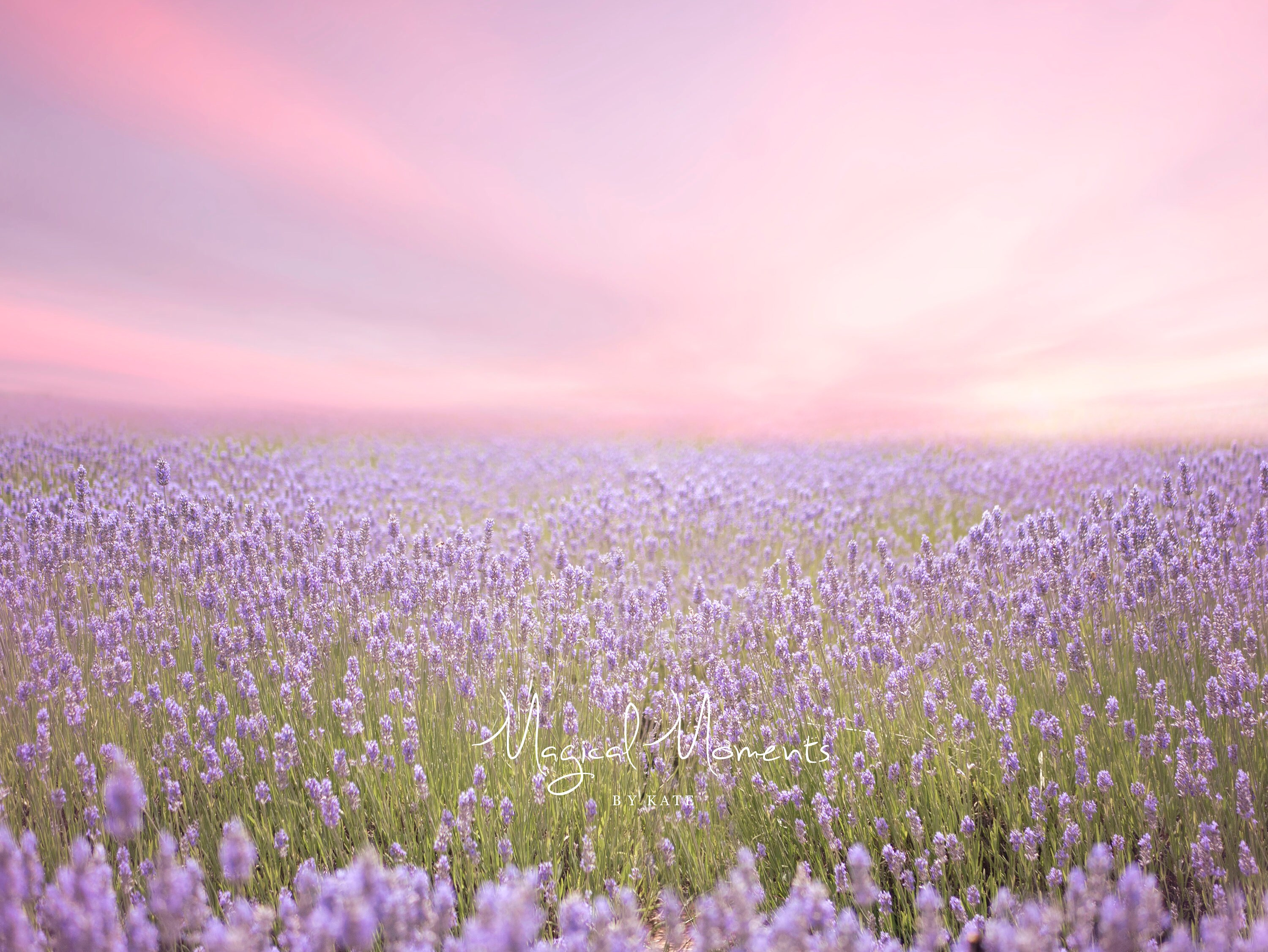 Lilac Field Wallpaper