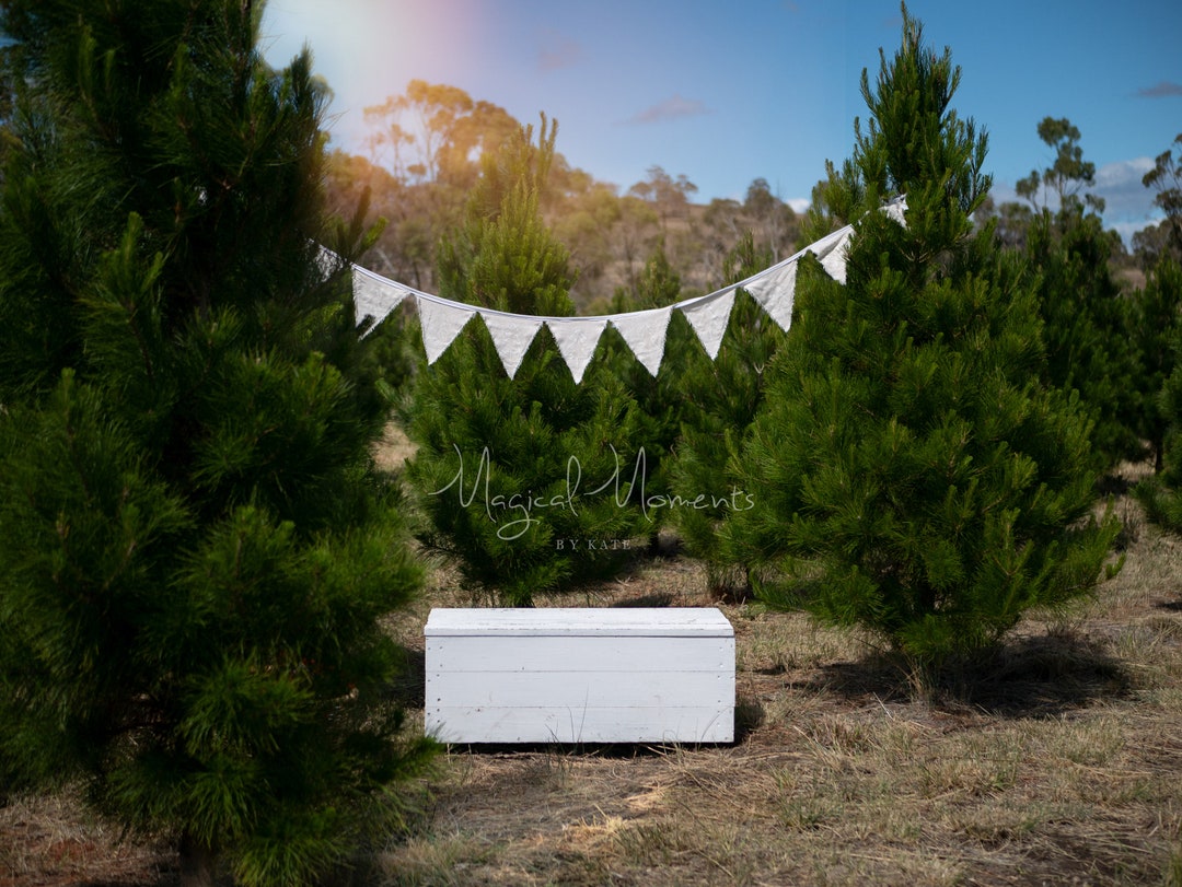 Christmas Tree Farm Digital Backdrop. Family Christmas Summer ...