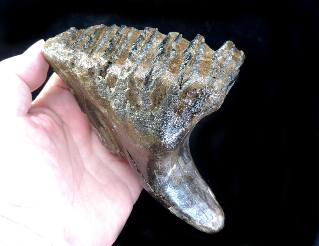 Superbly Preserved Extinct Fossil Mammoth Molar - Step Back Into the ...