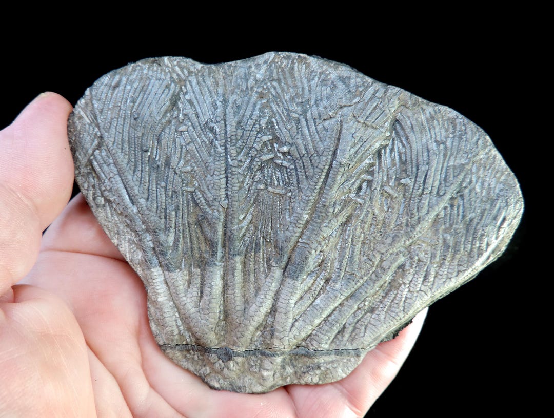 Superbly Preserved Intact Traumatocrinus Crinoid Fossil With Incredible ...