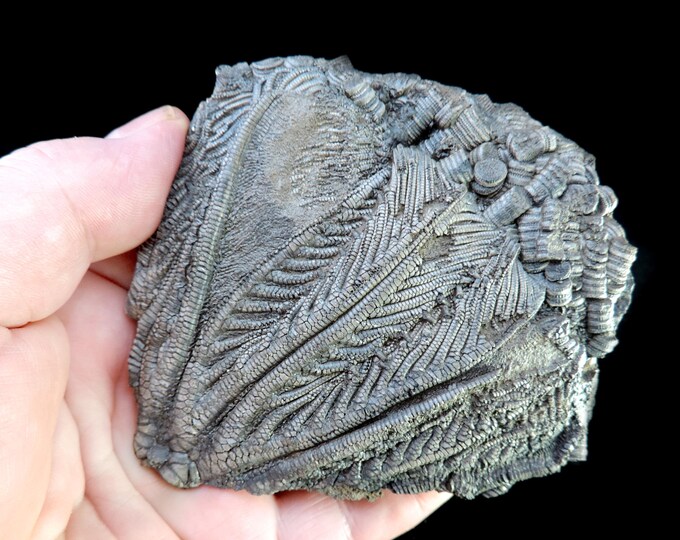 Superbly Preserved Intact Traumatocrinus Crinoid Fossil With Incredible ...