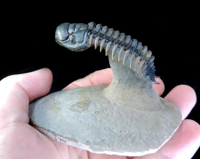 Museum Quality Crotalocephalus Trilobite Presented in Free Standing ...