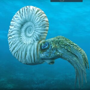 Top Quality Extra Large Cabinet Sized Cleoniceras Ammonites With Shell ...