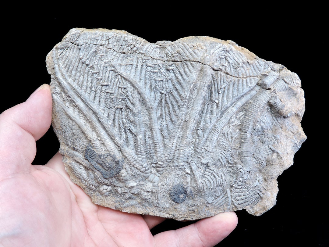 Superb Large Cabinet Sized Slab Featuring Intact Traumatocrinus Crinoid ...
