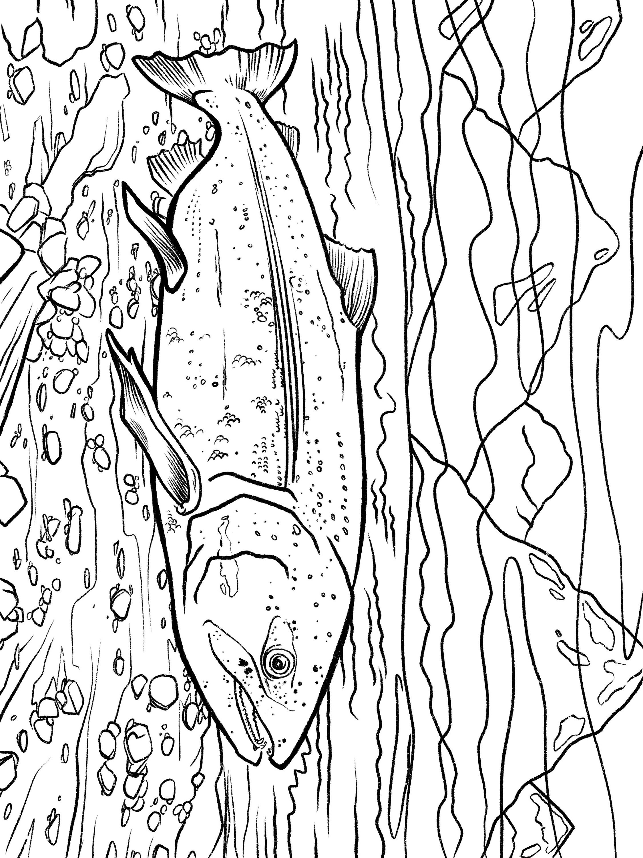 Animals of the Pacific Northwest Coloring Book - Etsy