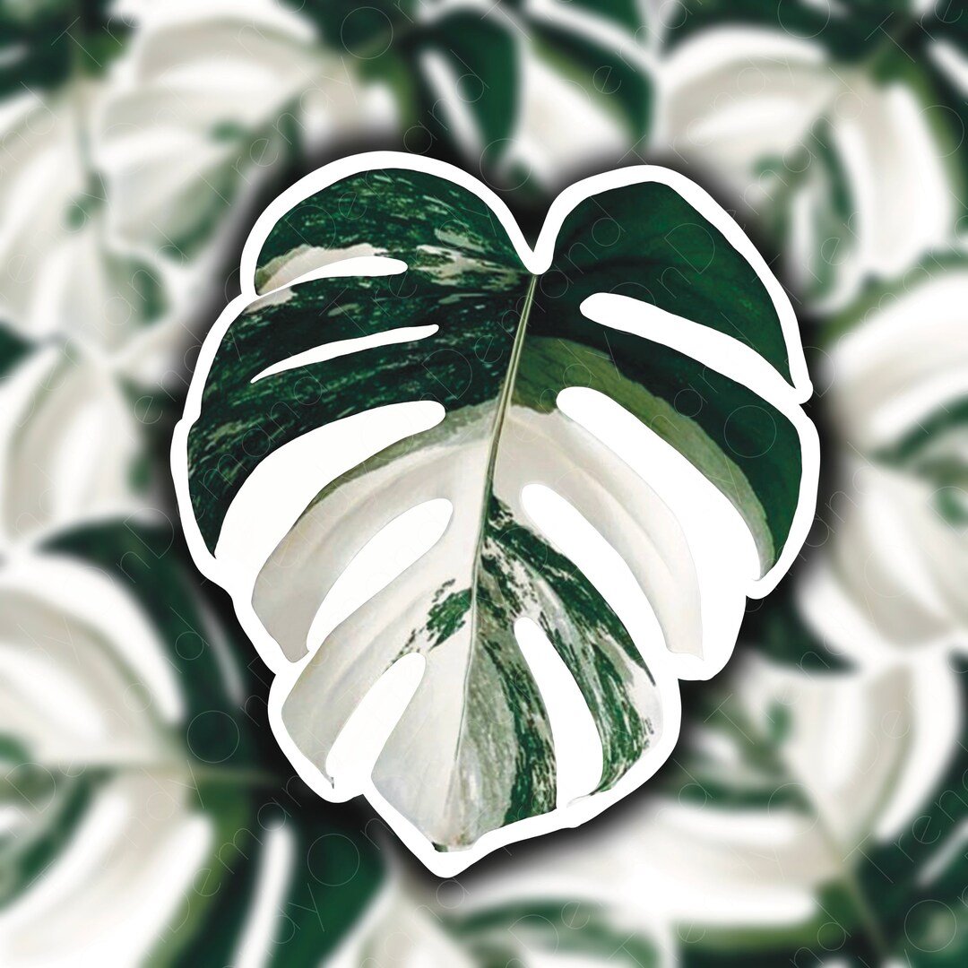 Monstera Sticker Albo Variegated Swiss Cheese Plant Sticker Weather ...