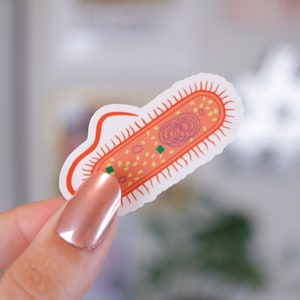 Prokaryotic Cell Sticker Biology Science Sticker Science Nerd Holiday ...