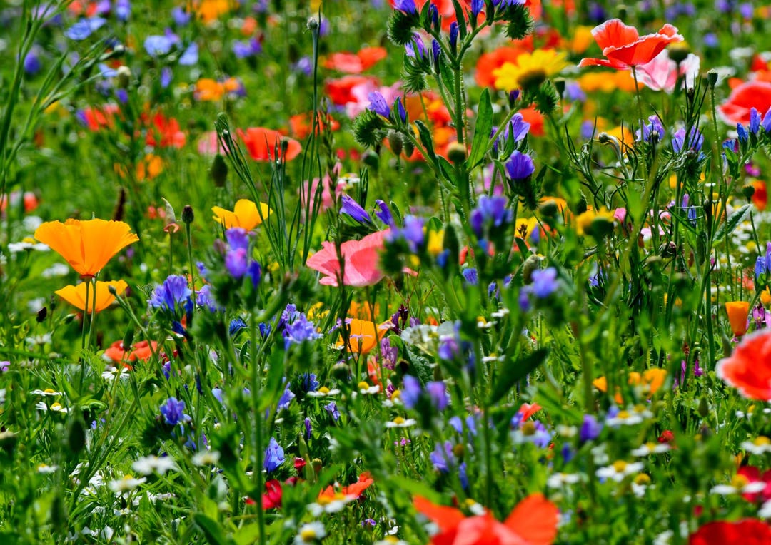 Meadow Flower Mix Seeds 3 Gram I High Quality I Wild Flower Seeds I ...