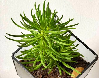 Lemon Bean Succulent, Senecio Barbertonicus, Green Bean Plant - Etsy
