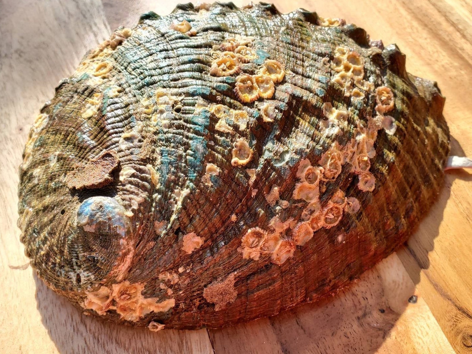 Large Abalone Shell Colorful Abalone Shell Natures Painting - Etsy