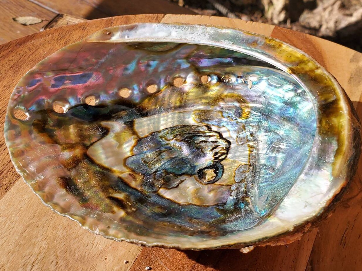 Large Abalone Shell Colorful Abalone Shell Natures Painting - Etsy Denmark