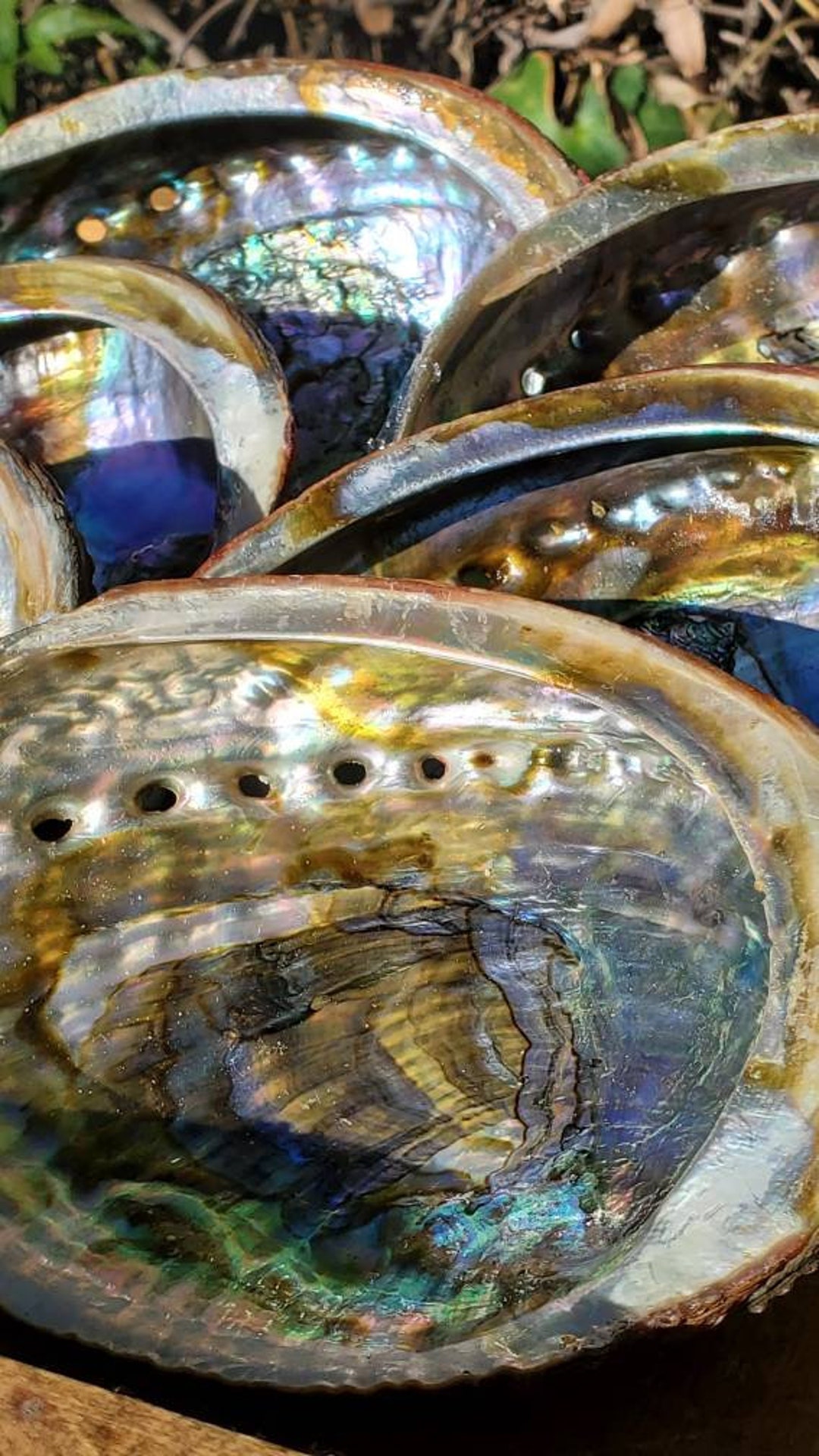 Medium Abalone Shells, Colorful Abalone Shells - Etsy
