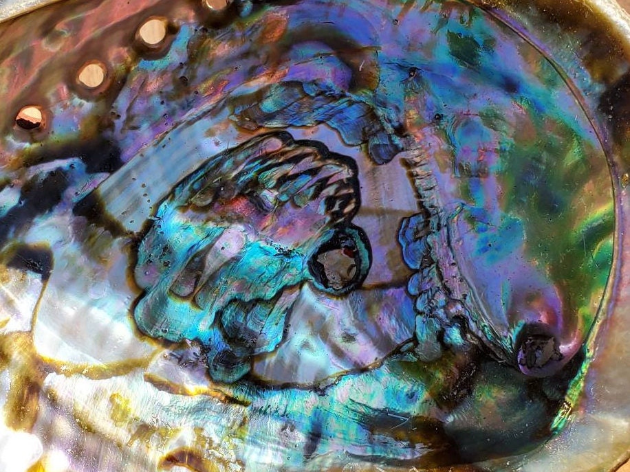 Large Abalone Shell Colorful Abalone Shell Natures Painting - Etsy Denmark