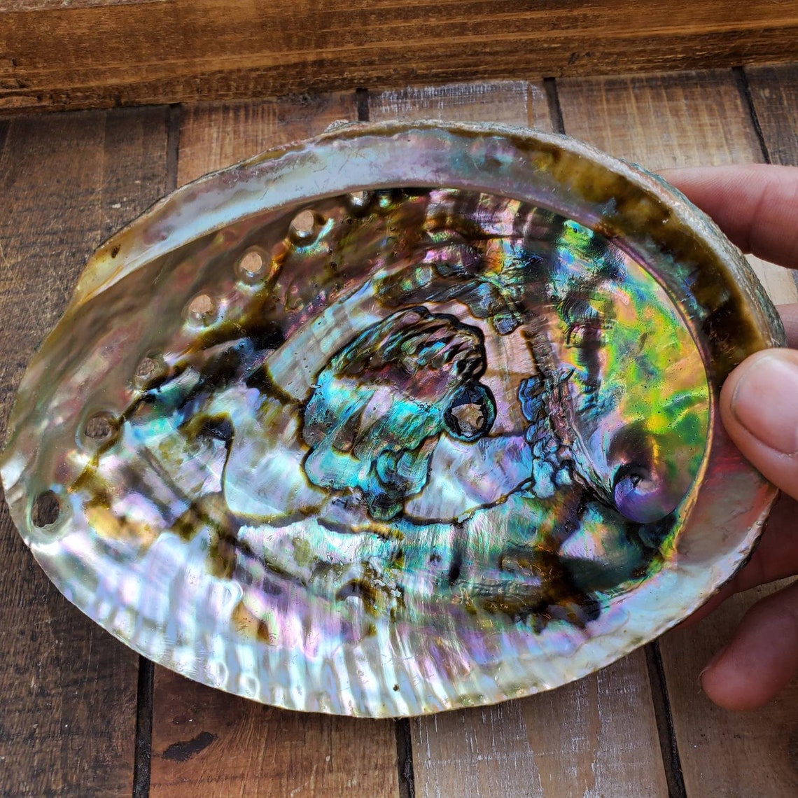 Large Abalone Shell Colorful Abalone Shell Natures Painting - Etsy Denmark