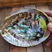Large Abalone Shell, Colorful Abalone Shell, Natures Painting in a ...