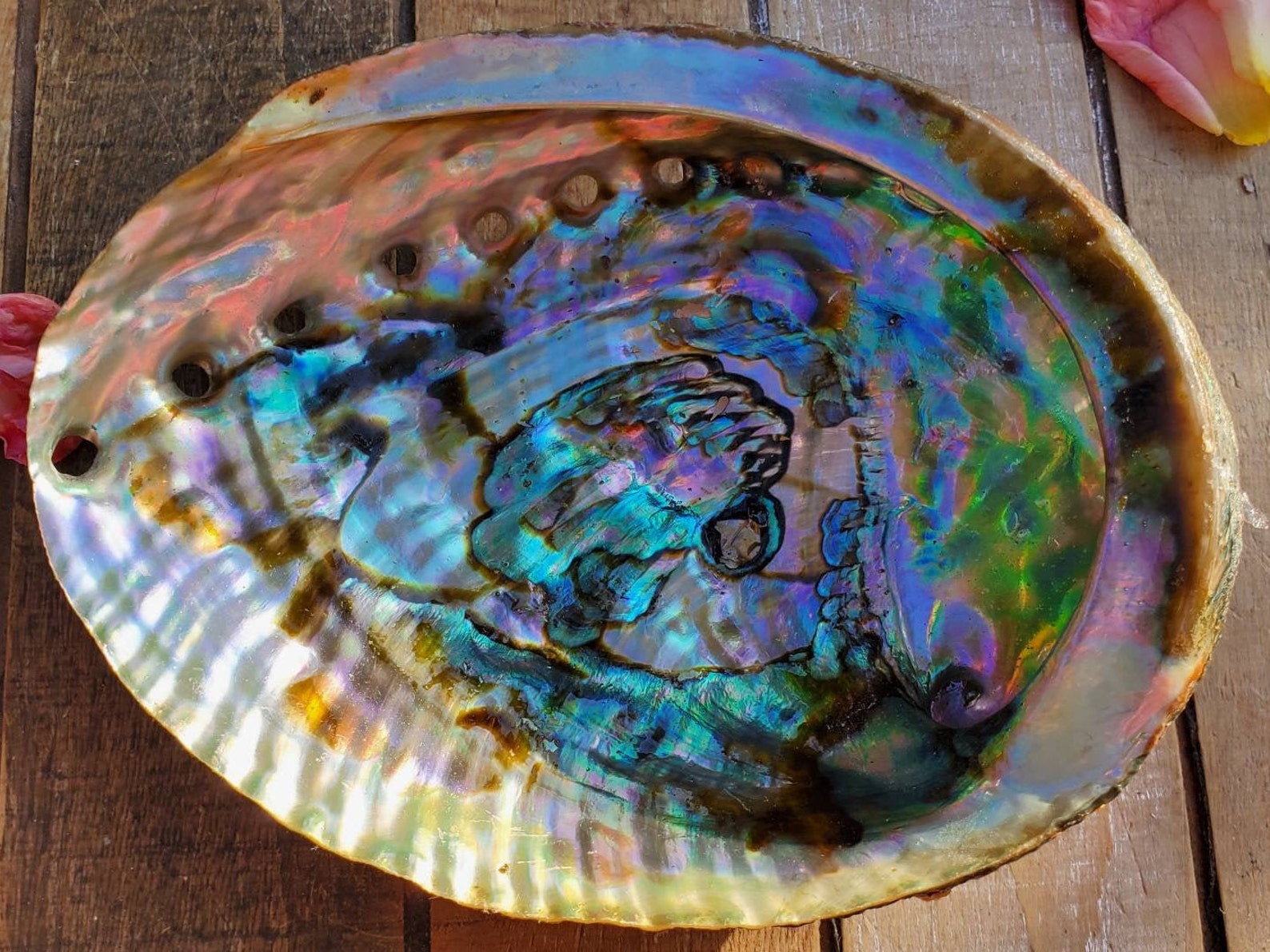 Large Abalone Shell Colorful Abalone Shell Natures Painting - Etsy