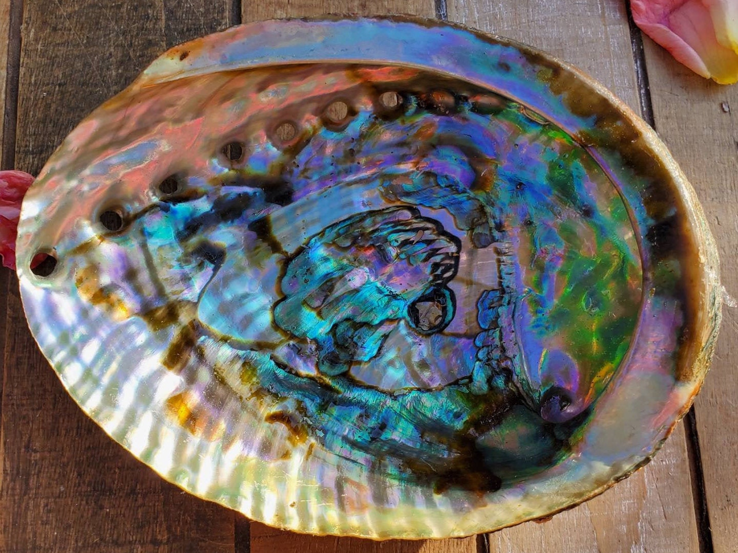 Large Abalone Shell Colorful Abalone Shell Natures Painting - Etsy Denmark