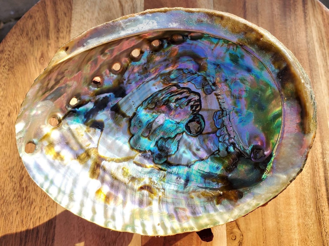 Large Abalone Shell, Colorful Abalone Shell, Natures Painting in a ...