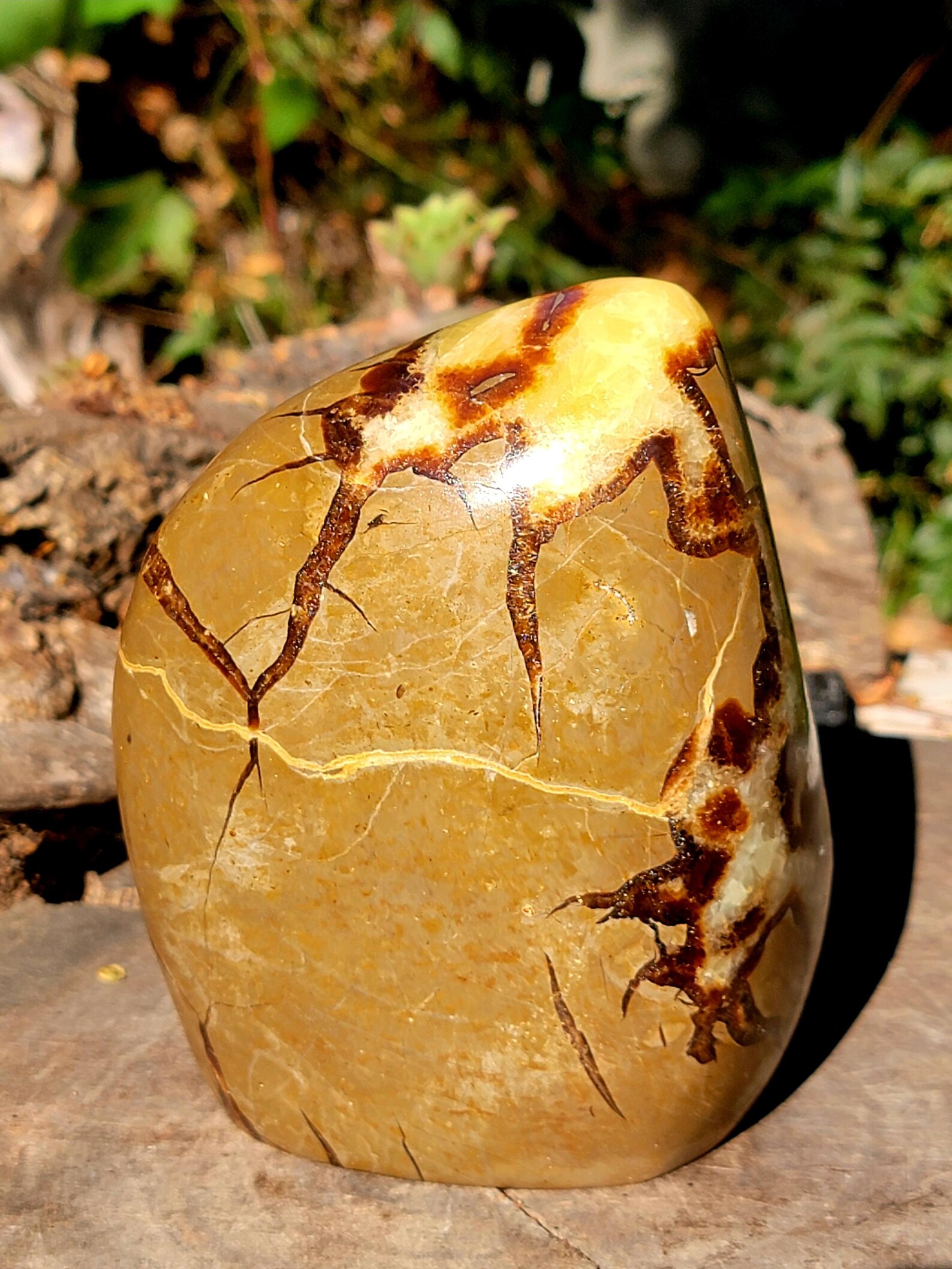 Septarian Freeform, Grounded Awakening, the Septarian Shift - Etsy