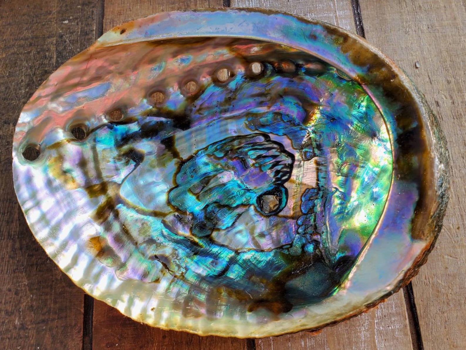 Large Abalone Shell Colorful Abalone Shell Natures Painting - Etsy