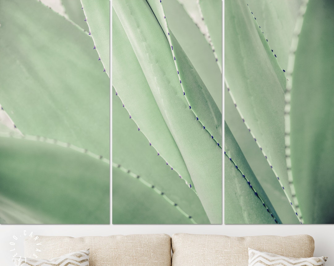 Agave Canvas Print // Сlose-up Agave Cactus Abstract Natural - Etsy