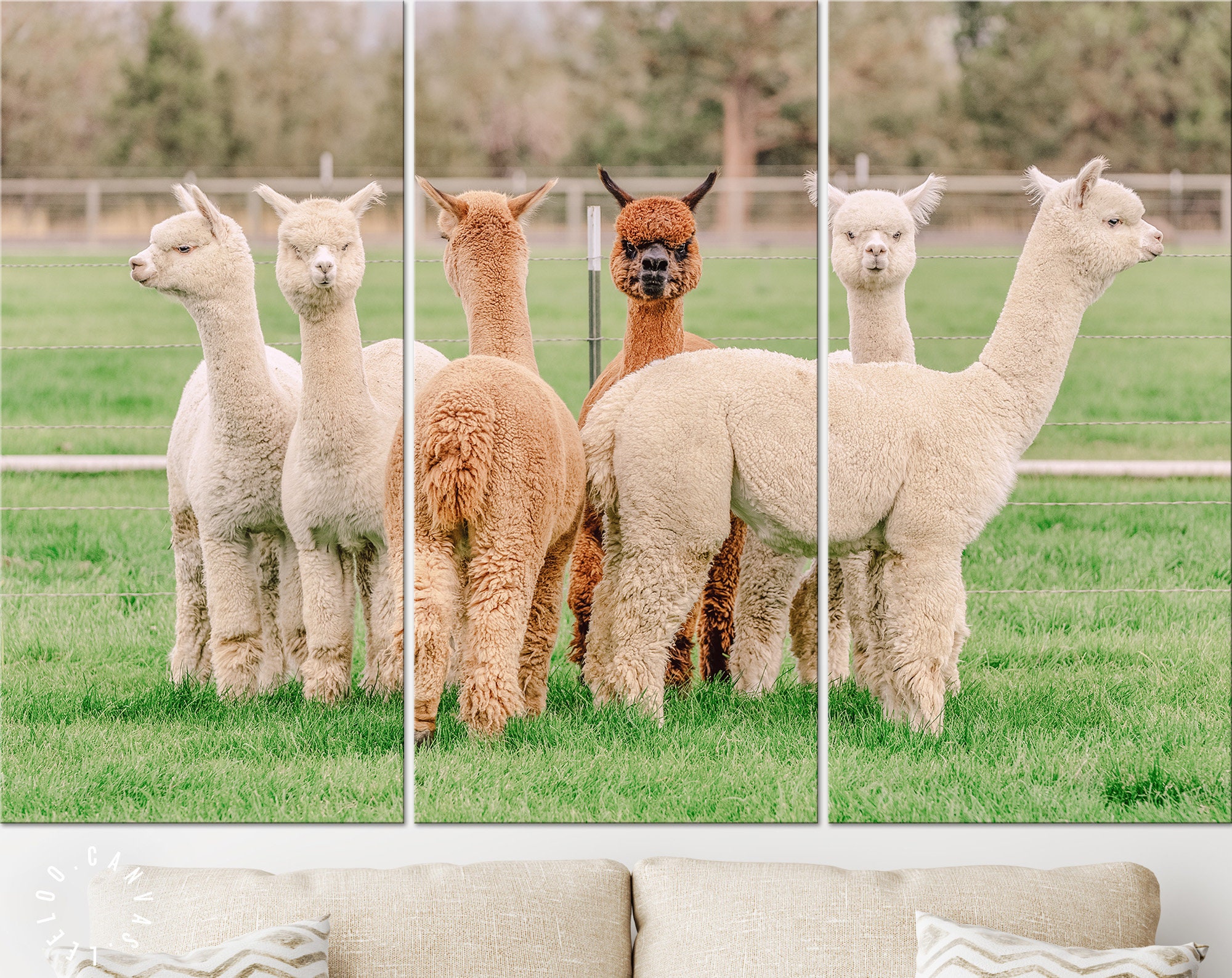 Funny Looking Alpacas