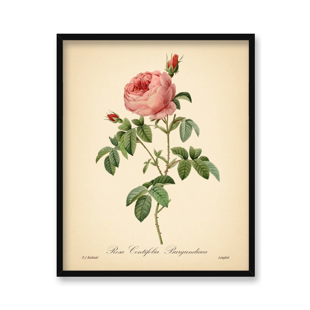 Printable ROSE Illustration Instant Download Botanical Print Plant ...