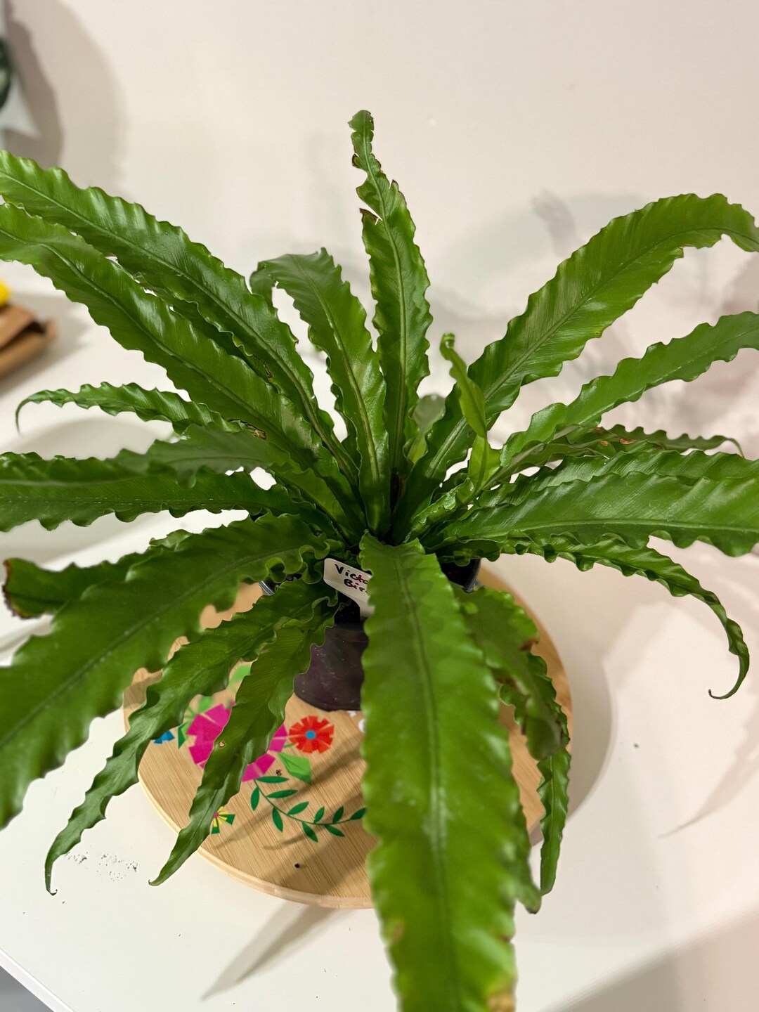 Victoria Bird's Nest Fern - Japanese Birdnest Fern (asplenium Antiquum ...