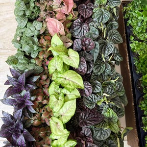 Mini Terrarium Plants - 2" Pots- Pixie Fairy Garden Assorted Varieties ...