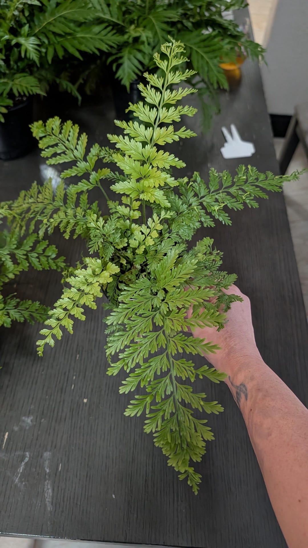 Austral Gem Fern (asplenium Dimorphum X Asplenium Difforme) 4" Pot ...