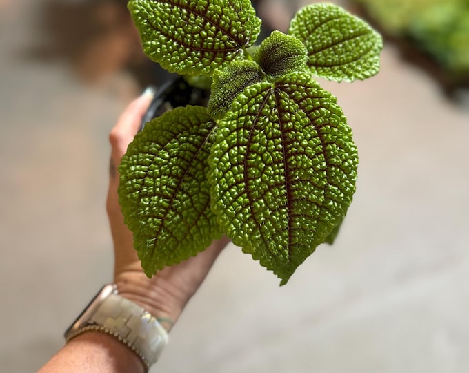 Pilea Moon Valley Plant 4” Pot - Beautiful Textured Leaves - Etsy