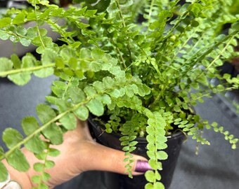 Lemon Button Fern, 4.8 Live Plant - Etsy