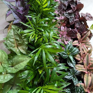 Mini Terrarium Plants - 2" Pots- Pixie Fairy Garden Assorted Varieties ...