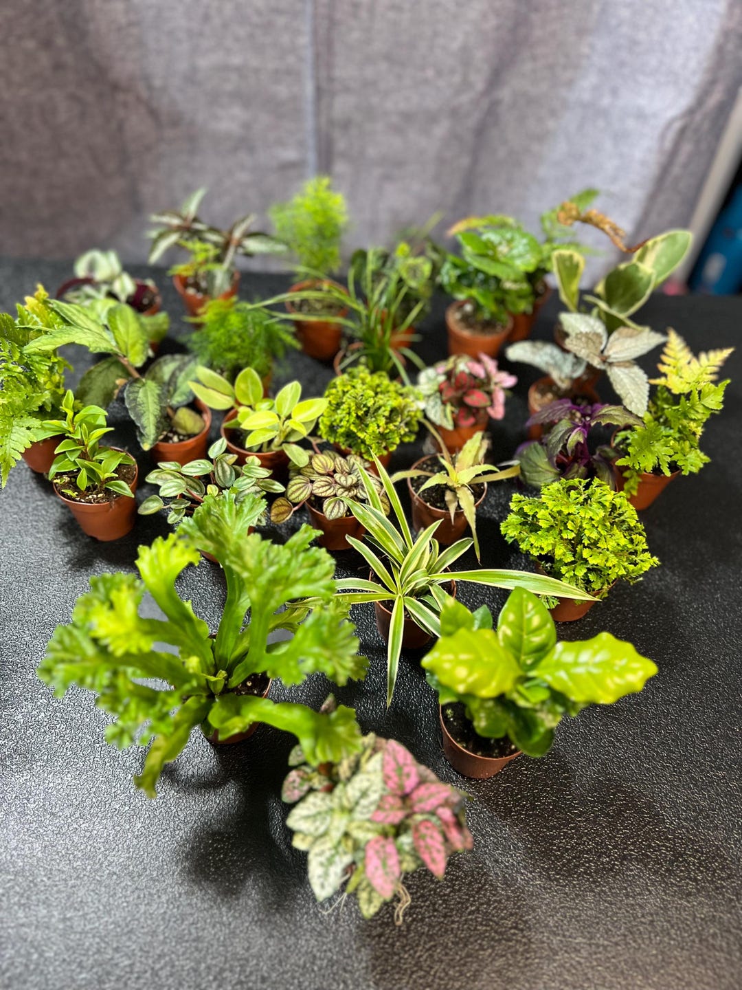 Mini Terrarium Plants - 2" Pots- Pixie Fairy Garden Assorted Varieties ...