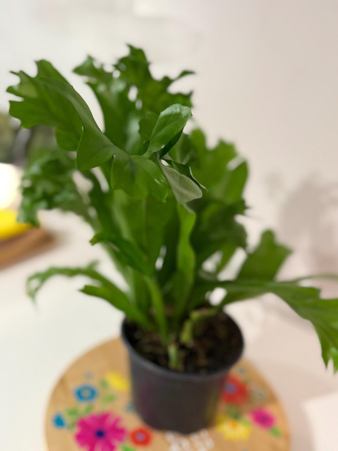 Bird’s Nest Leslie Fern (asplenium Nidus ‘leslie’) – 6” Pot Crested ...