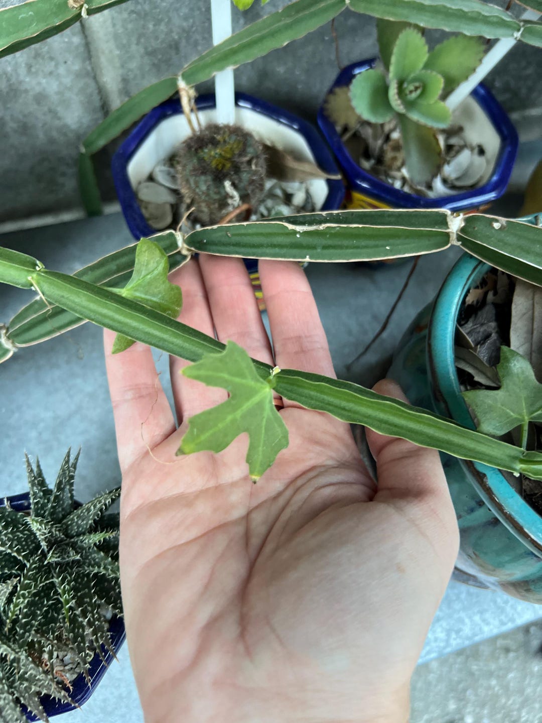 Vedlt Grape 'cucumber Cactus' Cissus Quadrangularis Succulent Cuttings ...
