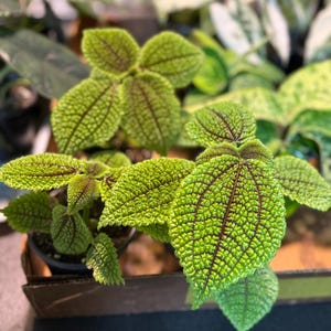 Pilea Moon Valley Plant 4” Pot - Beautiful Textured Leaves - Etsy