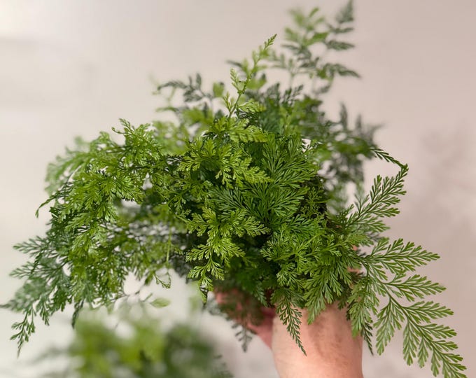 Deer Foot Fern (davallia Canariensis) – 4” Pot - Etsy