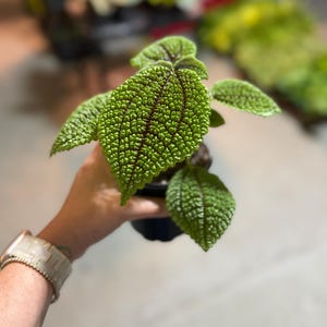 Pilea Moon Valley Plant 4” Pot - Beautiful Textured Leaves - Etsy
