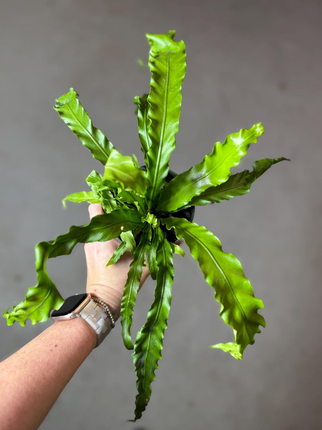 Victoria Bird's Nest Fern asplenium Antiquum 4 Pot Wavy Leaves - Etsy
