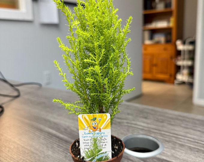 2.5" Potted Lemon Cypress Tree (goldcrest) - Vibrant, Fragrant Indoor ...