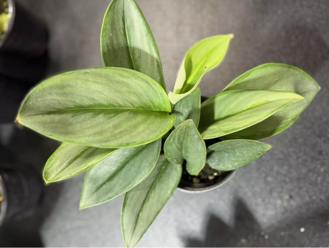 Scindapsus Sterling Silver 4” Pot - Popular Houseplant - Etsy
