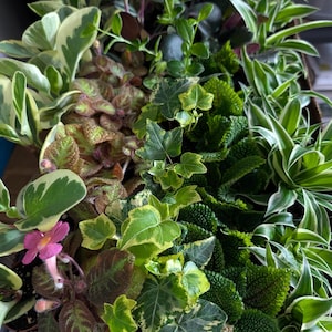 Mini Terrarium Plants - 2" Pots- Pixie Fairy Garden Assorted Varieties ...