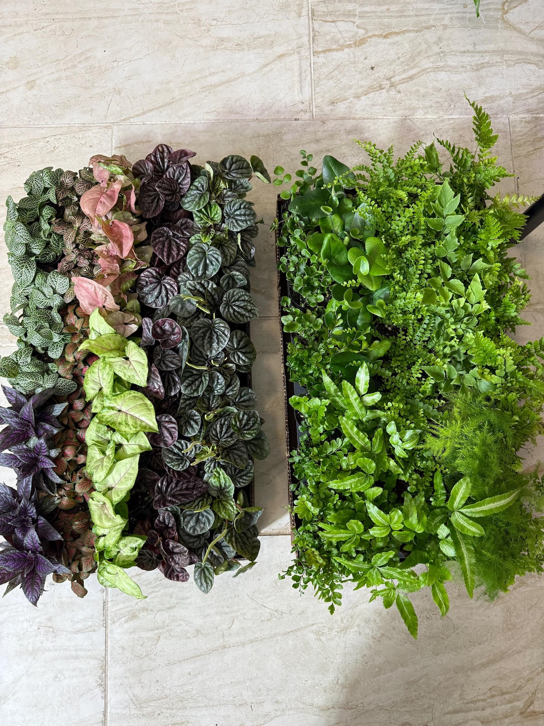 Mini Terrarium Plants - 2" Pots- Pixie Fairy Garden Assorted Varieties ...