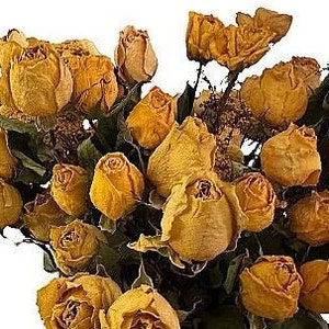 Yellow Dried Rose Stems - Etsy