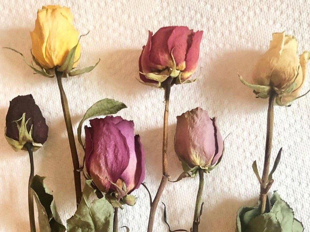 Dried Rose Flower Stems, Dry Flowers for Gifts, Craft Supplies, and ...