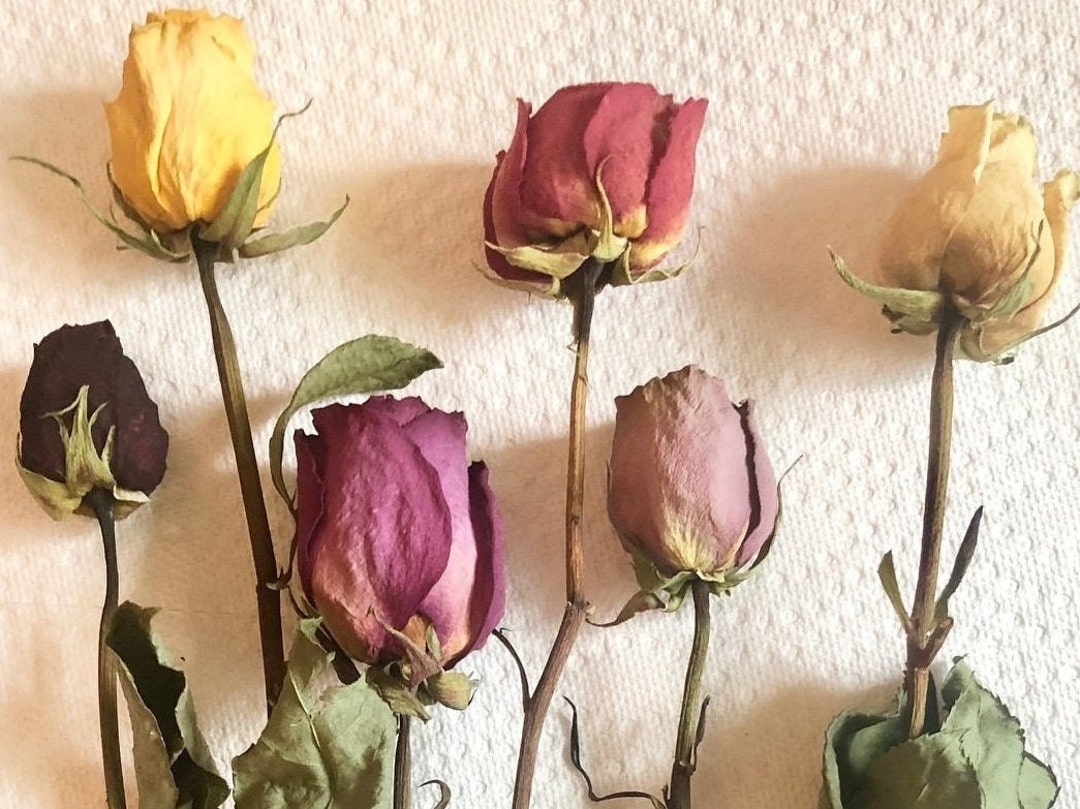 Assorted Dried Rose Stems - Etsy