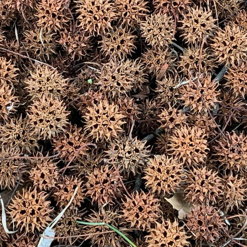 Sweet Gum - Etsy